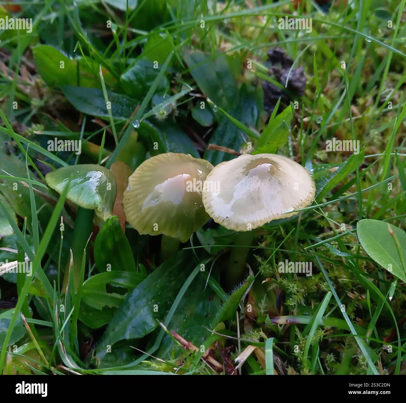 Parrot Mushroom (Gliophorus psittacinus Stock Photo - Alamy