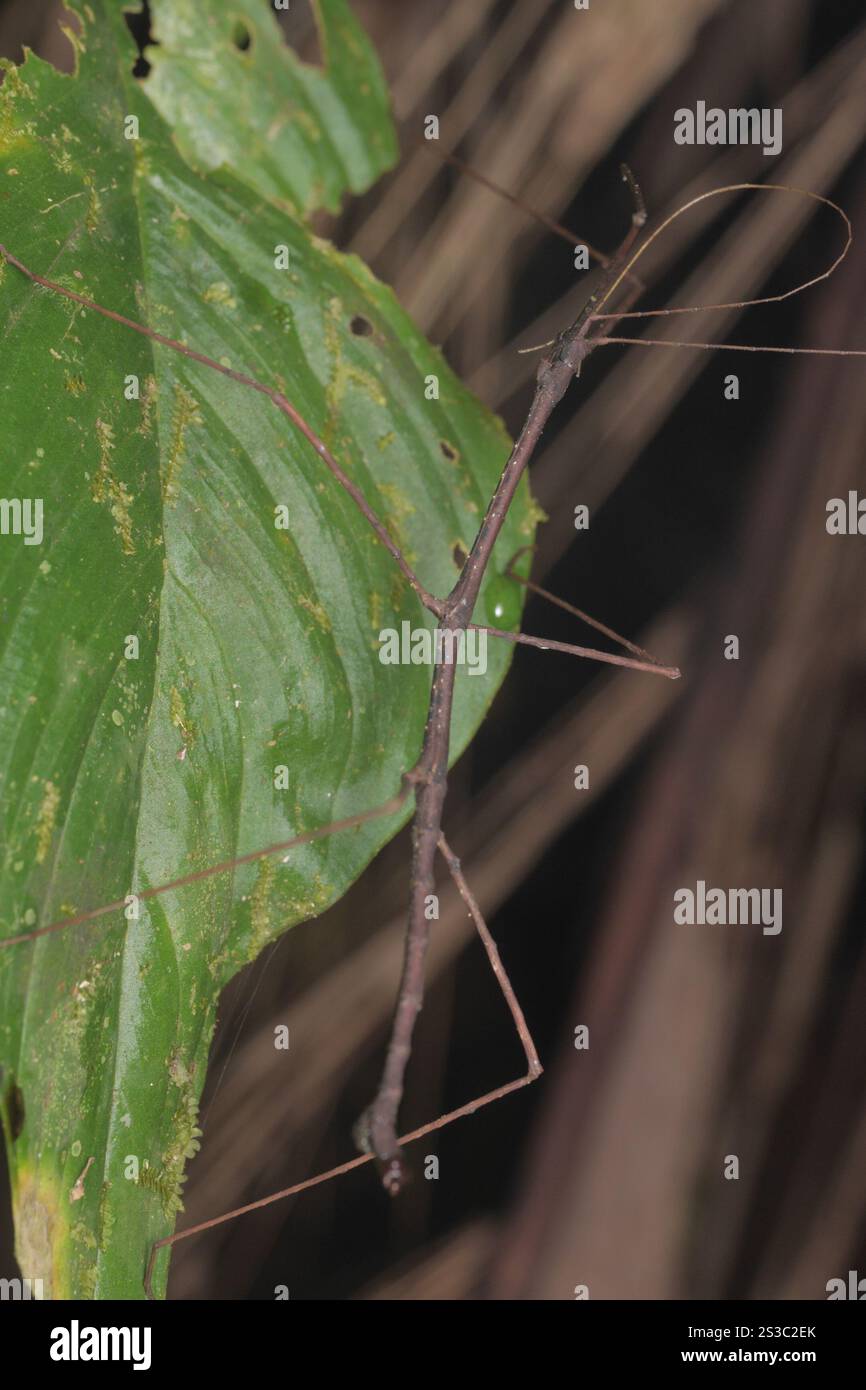 Stick Insects (Phasmida Stock Photo - Alamy