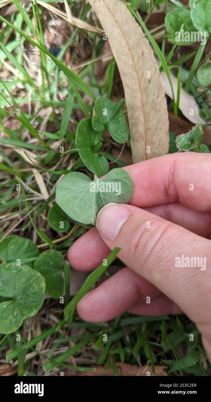 kidney weed (Dichondra repens Stock Photo - Alamy