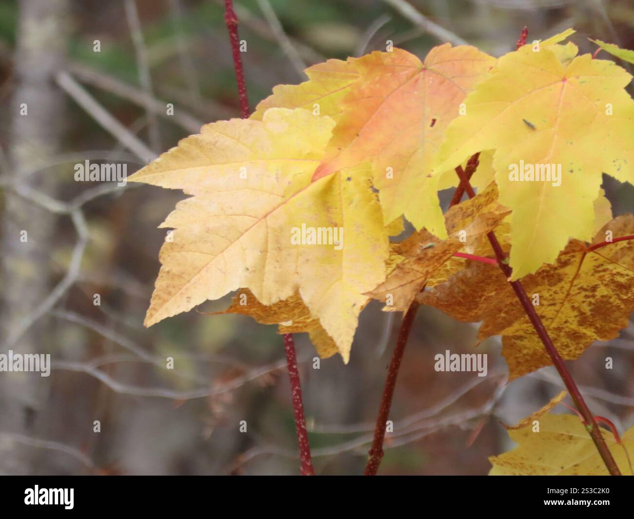 red maple (Acer rubrum Stock Photo - Alamy