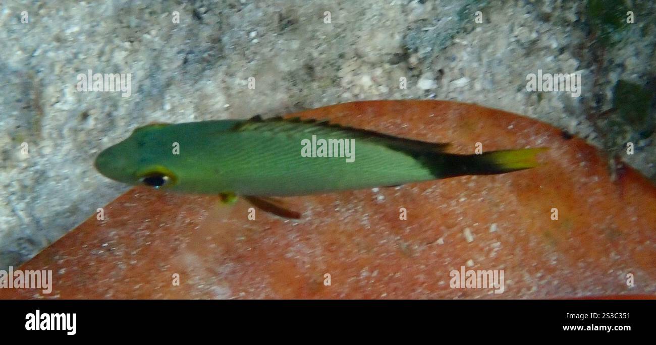 Humpback Snapper (Lutjanus gibbus Stock Photo - Alamy