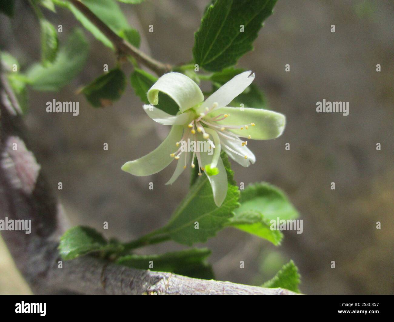 Small-leaf White Raisin (Grewia tenax Stock Photo - Alamy