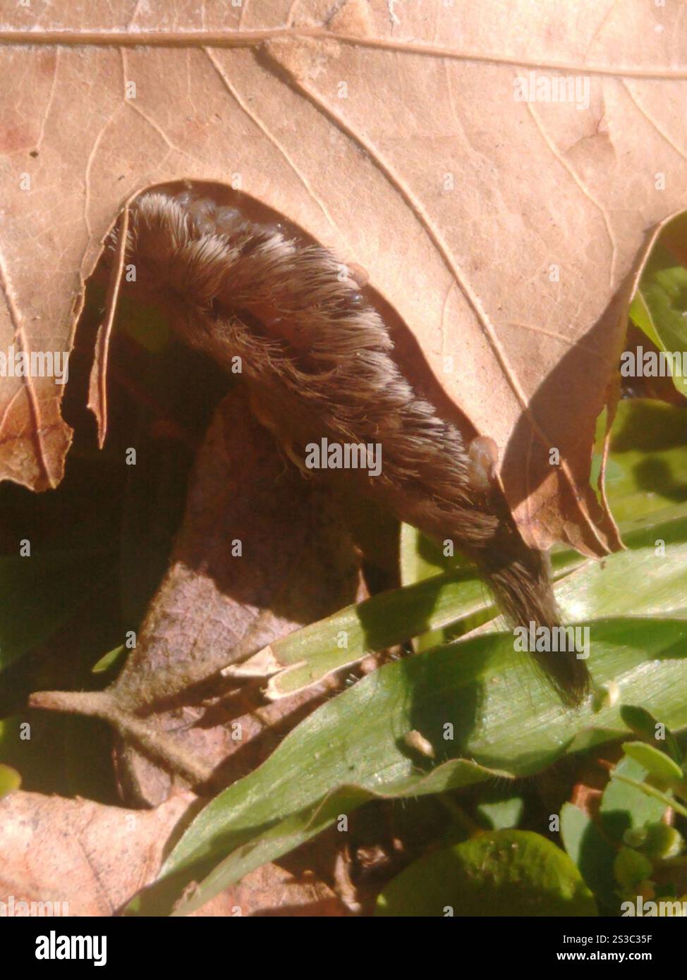 Southern Flannel Moth (Megalopyge opercularis Stock Photo - Alamy