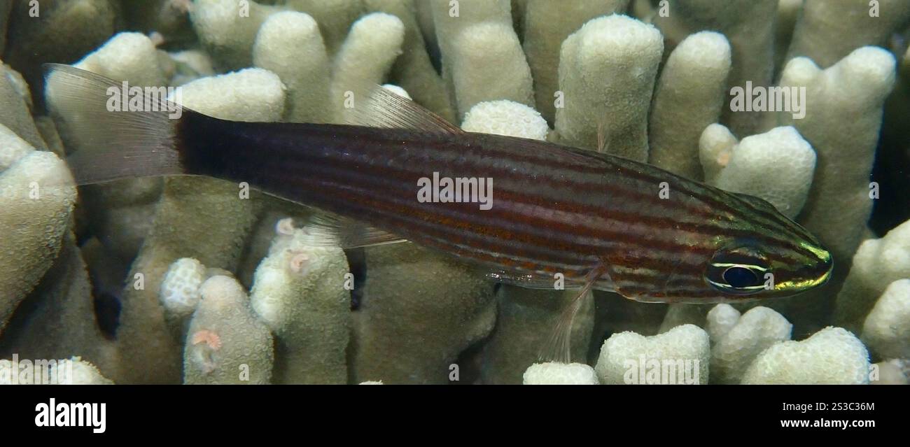 Wolf Cardinalfish (Cheilodipterus artus Stock Photo - Alamy