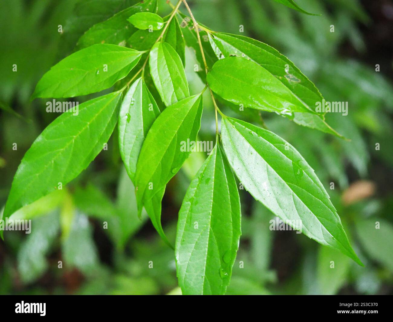 Nilgiri elm (Celtis tetrandra Stock Photo - Alamy