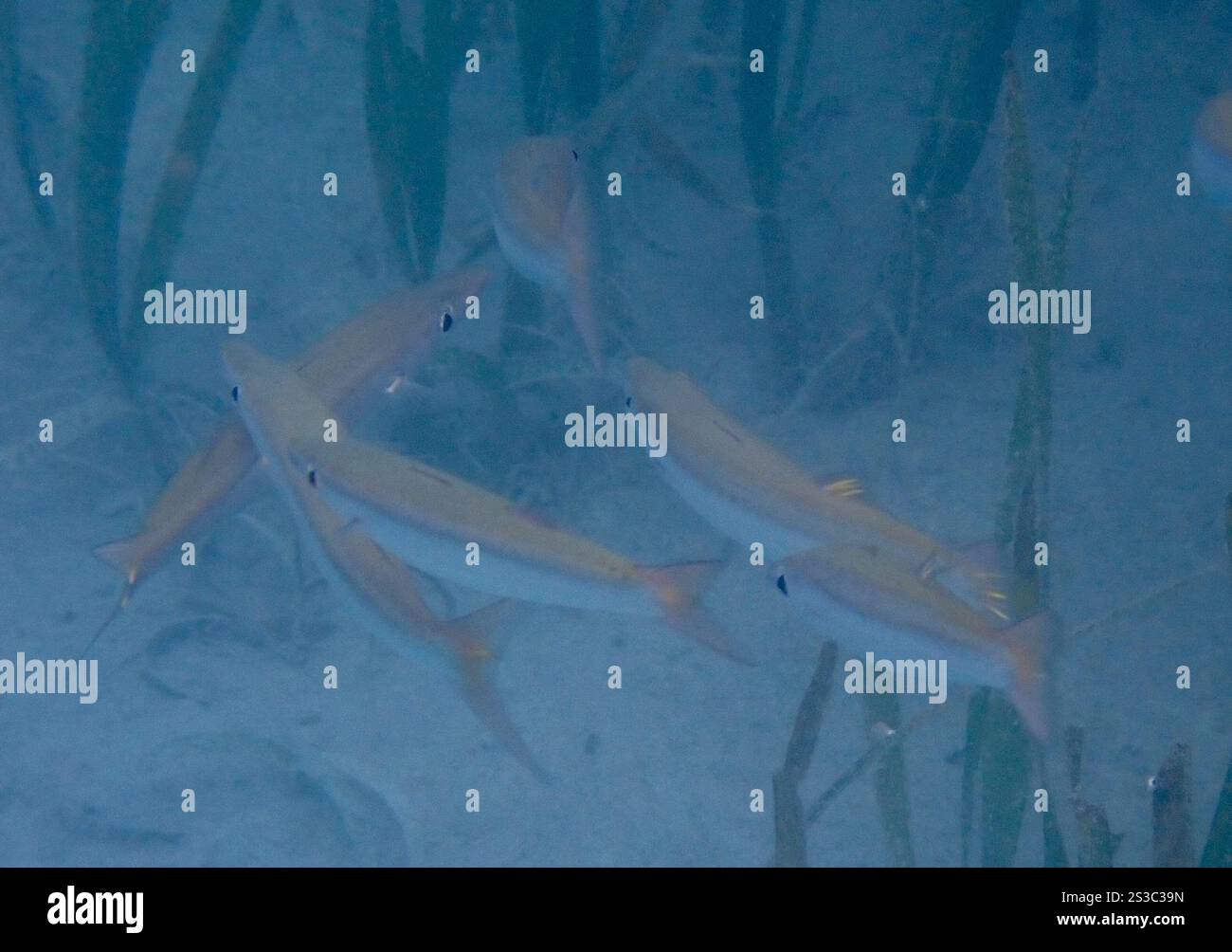 Striped Barracuda (Sphyraena obtusata Stock Photo - Alamy