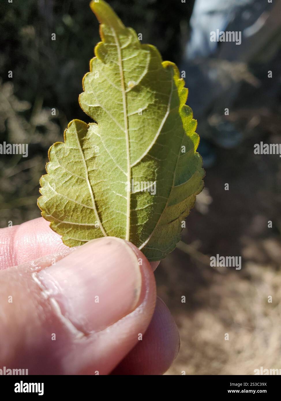 Texas mulberry (Morus microphylla Stock Photo - Alamy