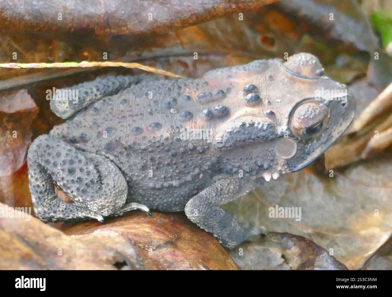 Asian Common Toad (Duttaphrynus melanostictus Stock Photo - Alamy