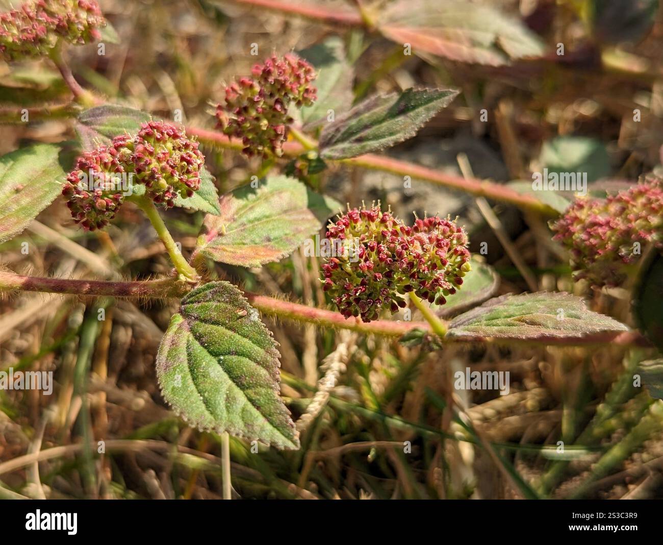 Asthma plant (Euphorbia hirta Stock Photo - Alamy