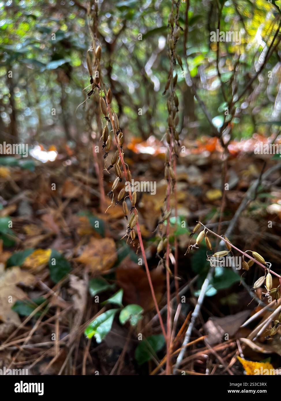 crane-fly orchid (Tipularia discolor Stock Photo - Alamy