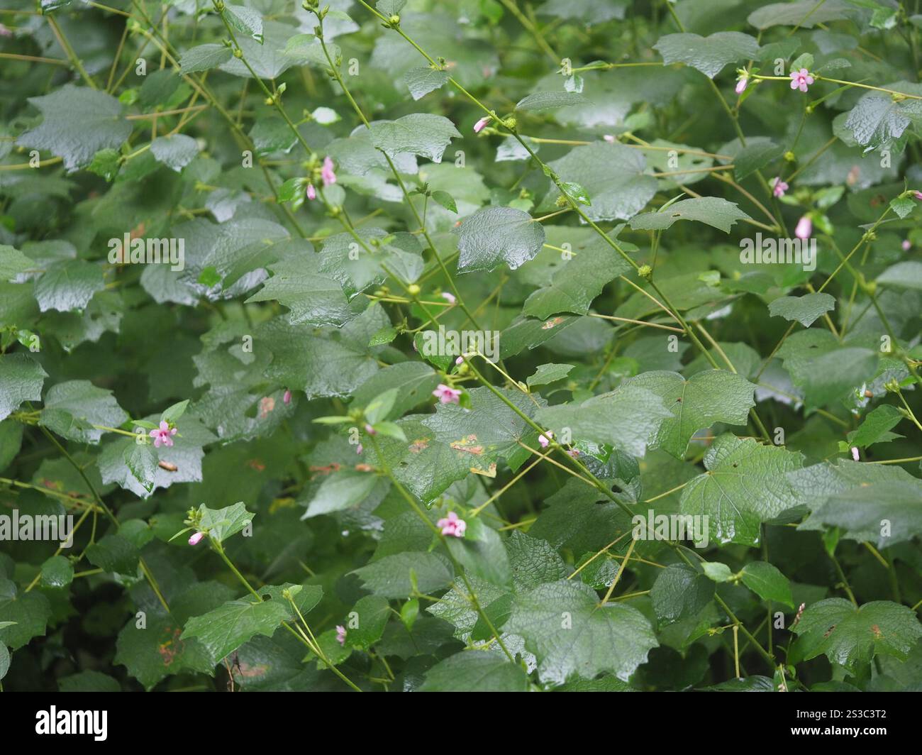 Caesar weed (Urena lobata Stock Photo - Alamy