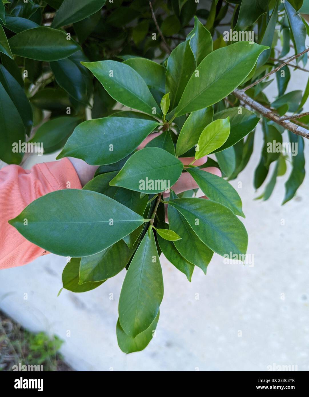 Chinese banyan (Ficus microcarpa Stock Photo - Alamy