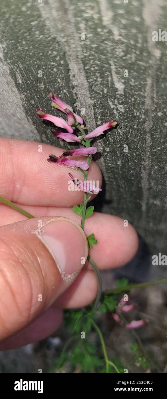 common ramping-fumitory (Fumaria muralis Stock Photo - Alamy