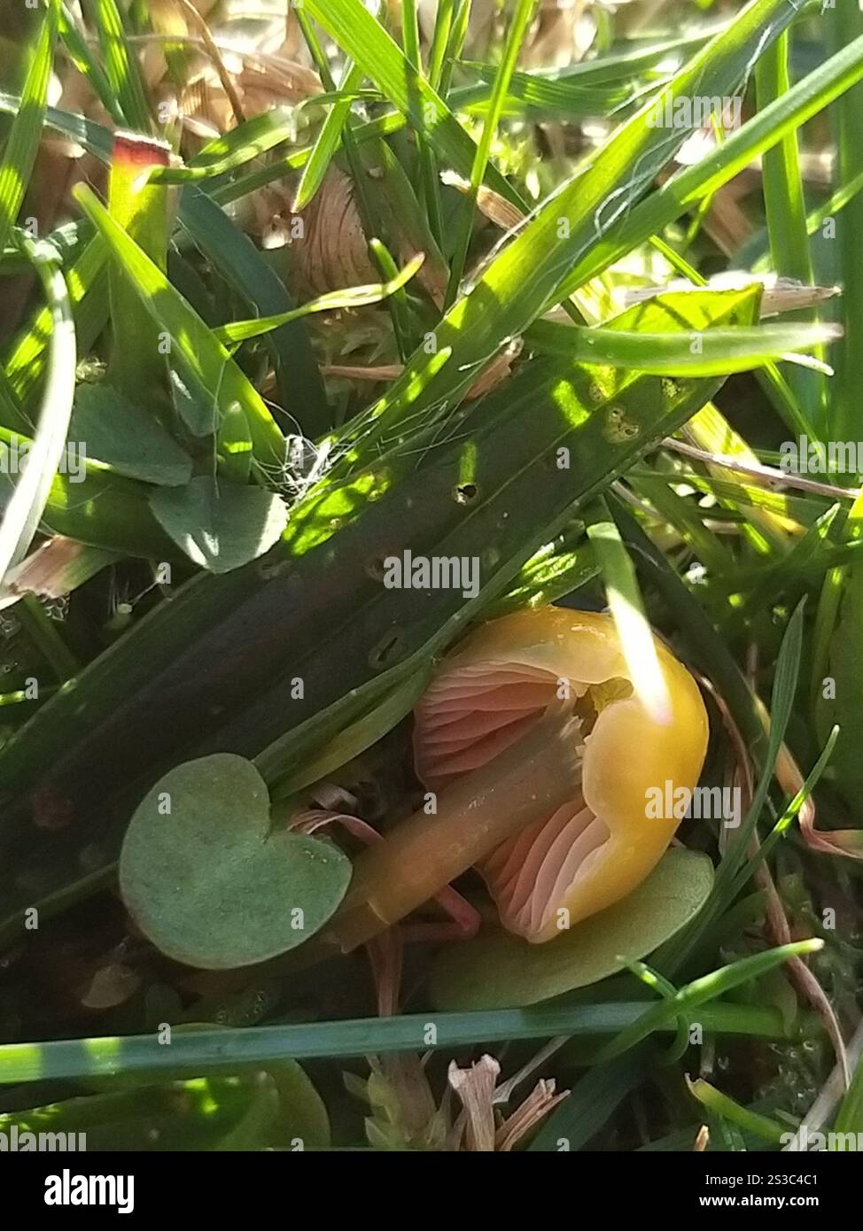 Parrot Mushroom (Gliophorus psittacinus Stock Photo - Alamy