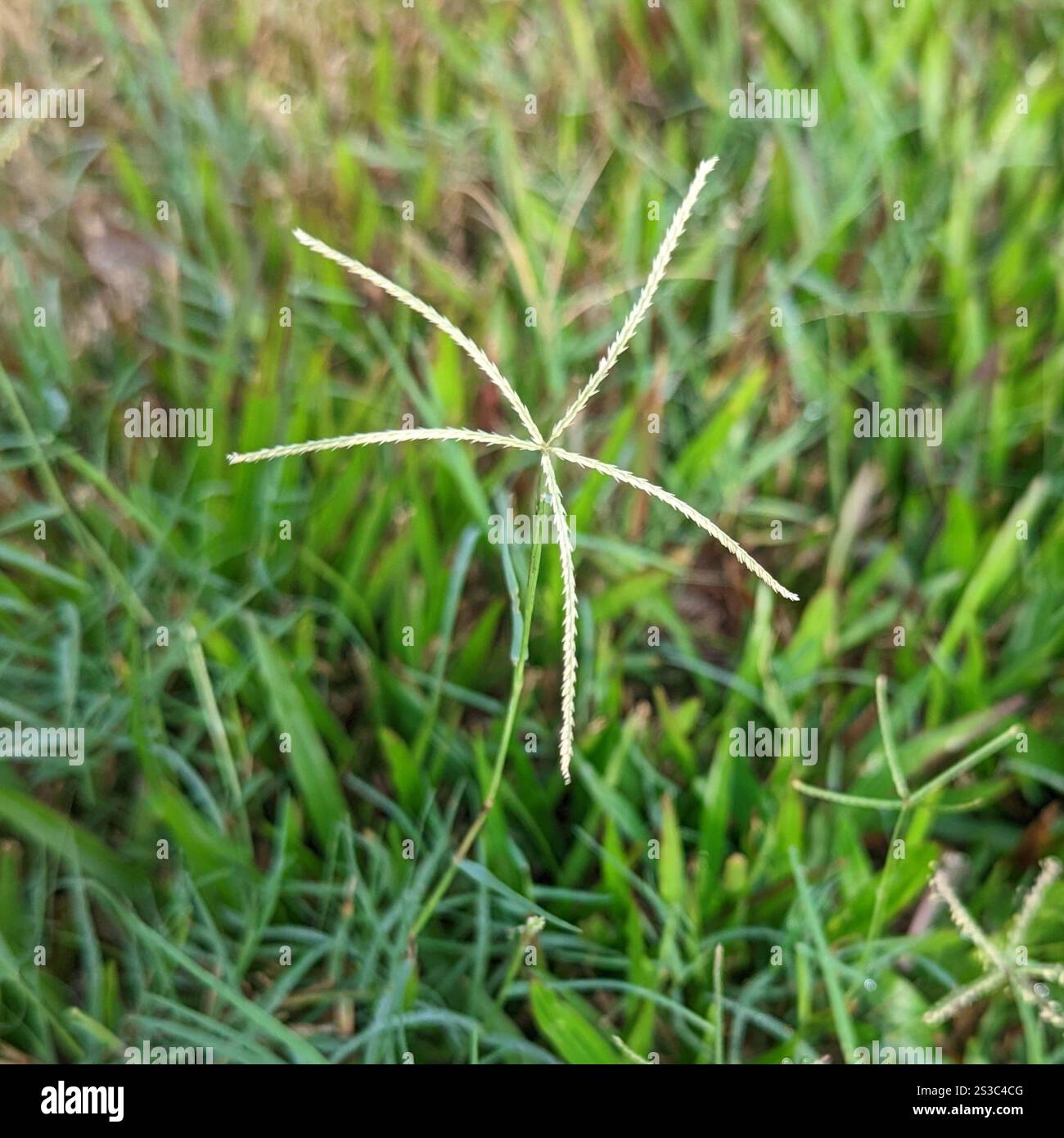 Bermuda grass (Cynodon dactylon Stock Photo - Alamy