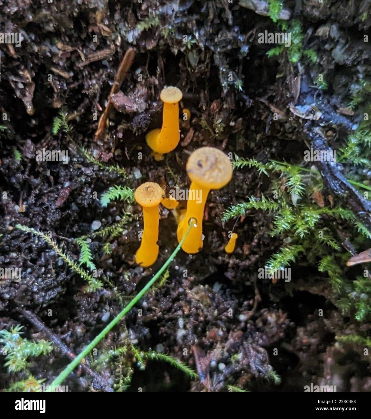 Yellowfoot (Craterellus tubaeformis Stock Photo - Alamy