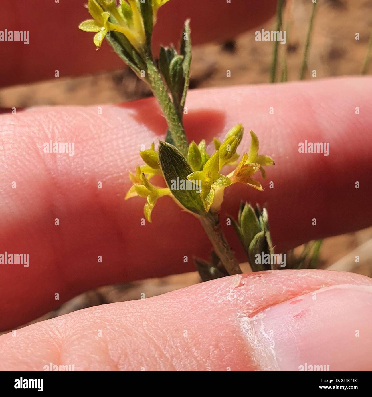 curved rice-flower (Pimelea curviflora Stock Photo - Alamy