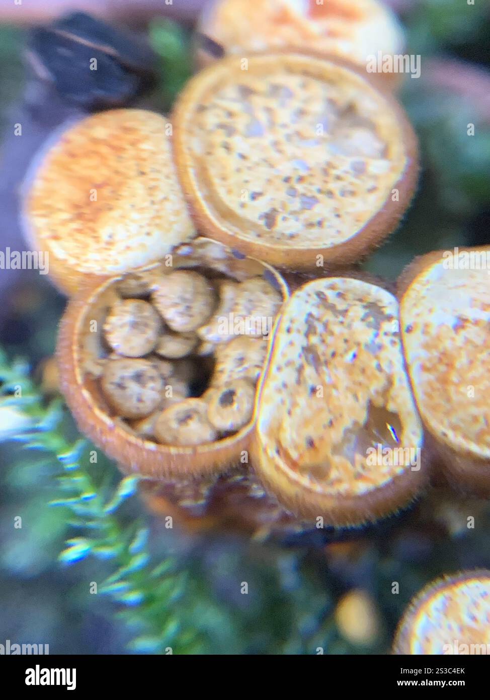 bird's nest fungi (Nidulariaceae Stock Photo - Alamy