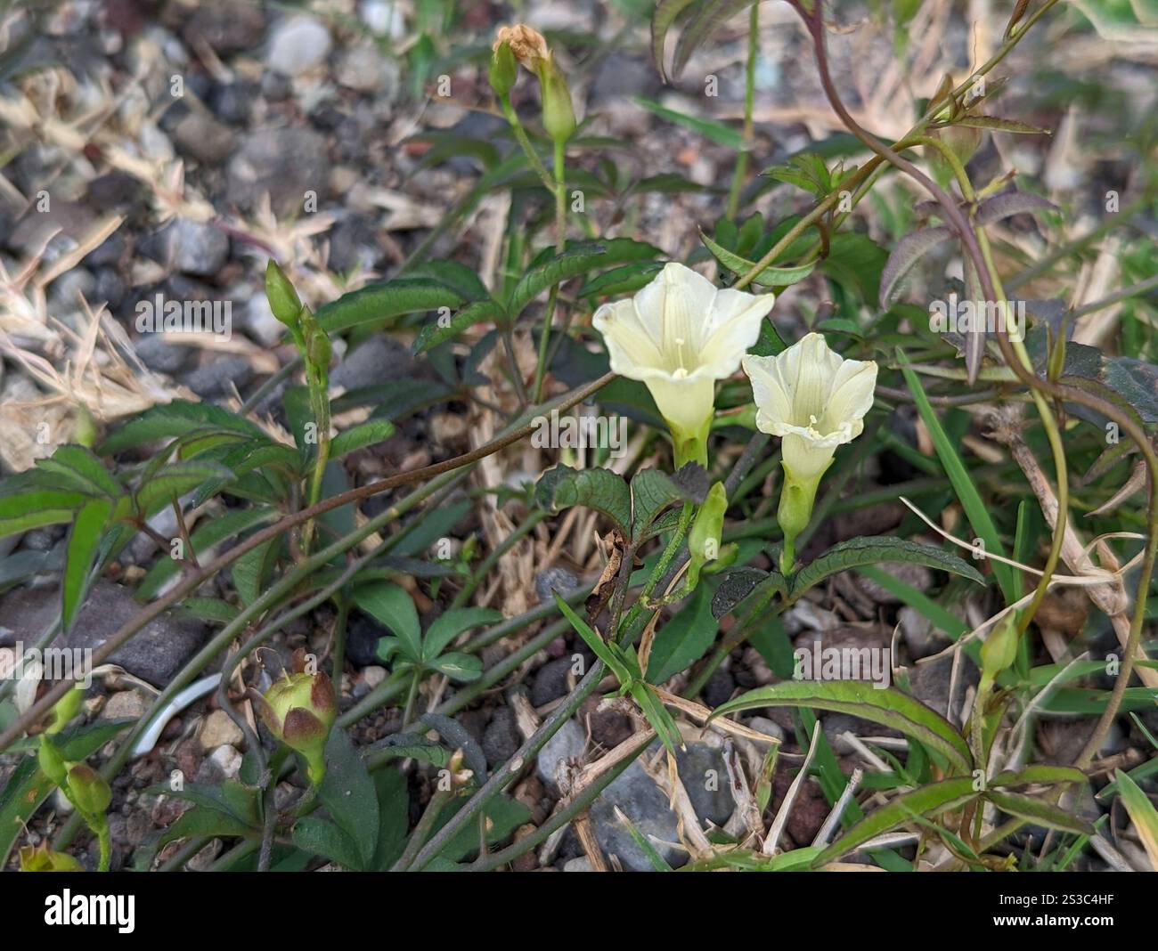 Rock Rosemary (Distimake quinquefolius Stock Photo - Alamy