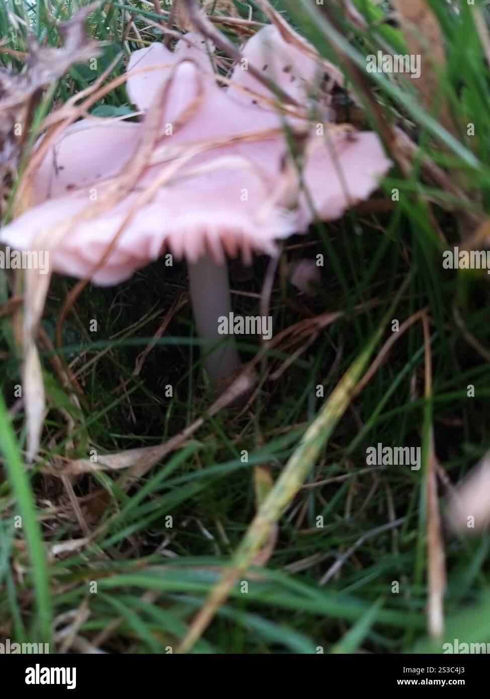 Pink Waxcap (Porpolomopsis calyptriformis Stock Photo - Alamy