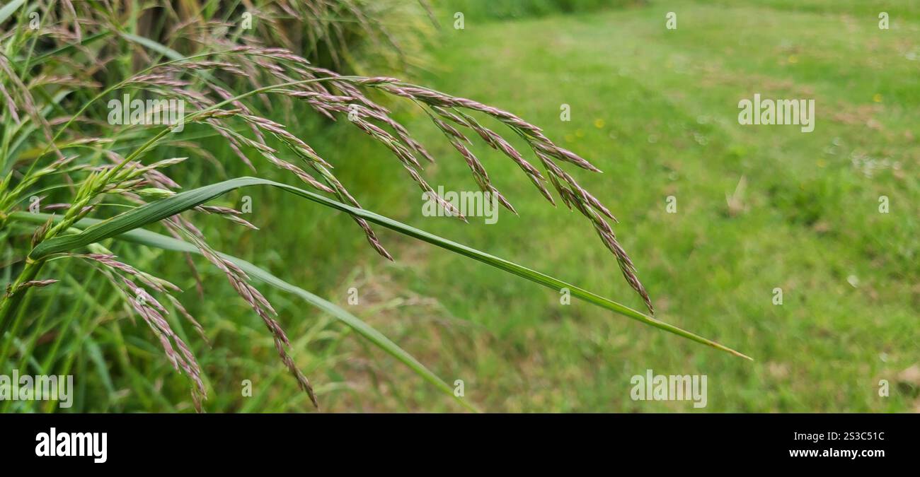 tall fescue (Lolium arundinaceum Stock Photo - Alamy
