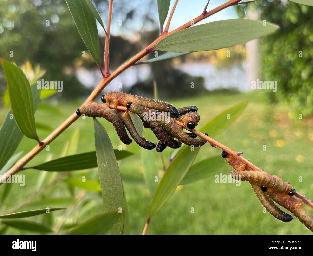Bottlebrush Sawfly (Pterygophorus cinctus Stock Photo - Alamy