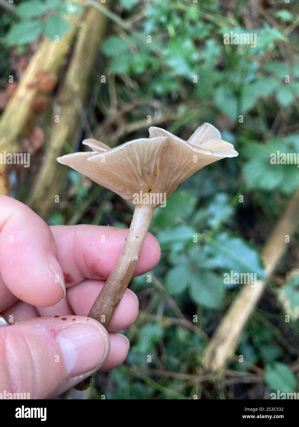 Fragrant Funnel (Clitocybe fragrans Stock Photo - Alamy