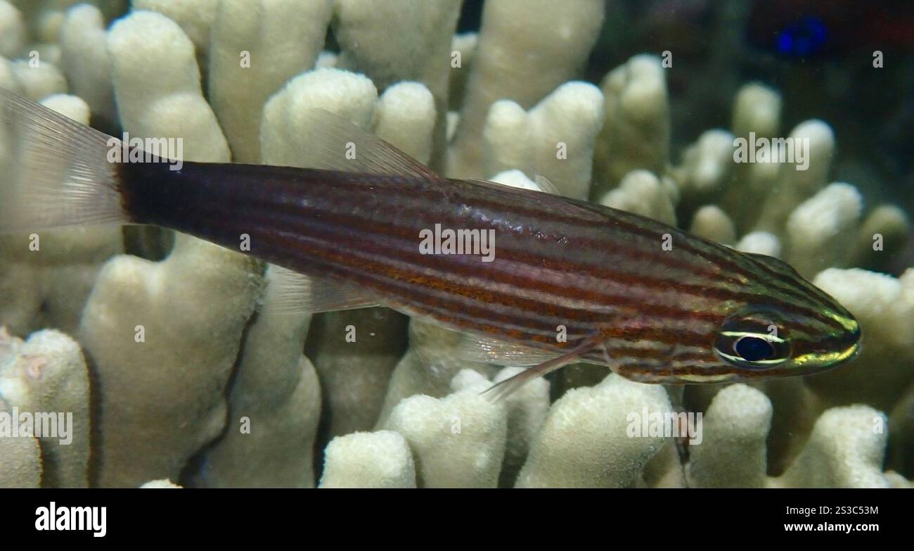 Wolf cardinalfish hi-res stock photography and images - Alamy