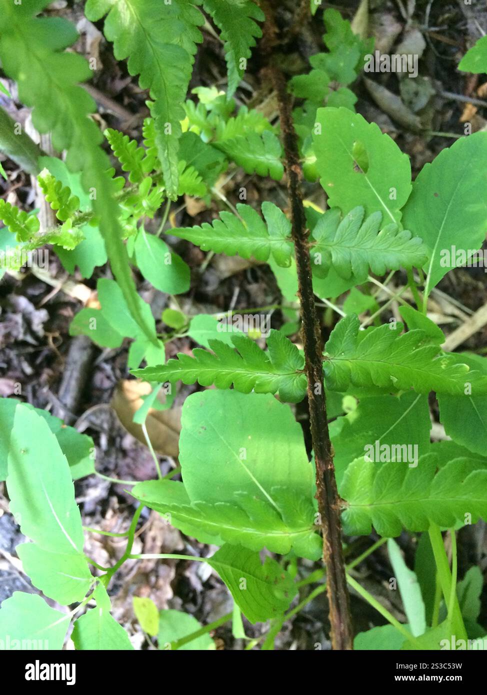 southern wood fern (Dryopteris ludoviciana Stock Photo - Alamy