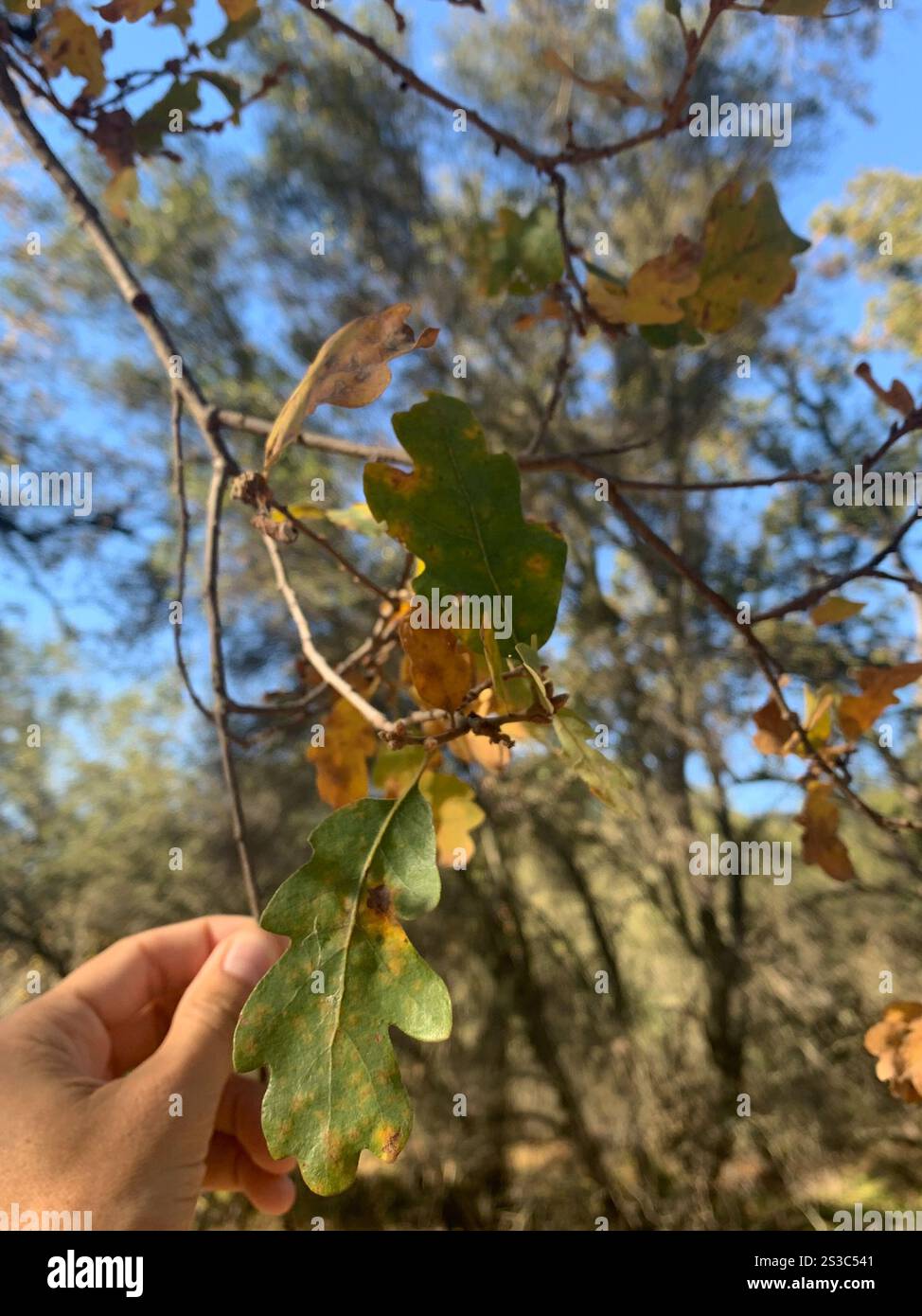Jolon Oak (Quercus × jolonensis Stock Photo - Alamy