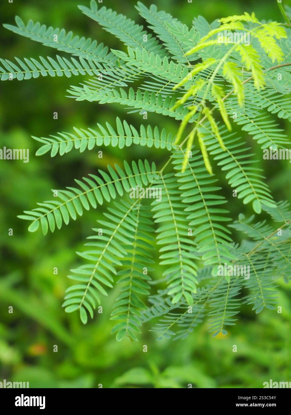 White leadtree (Leucaena leucocephala Stock Photo - Alamy