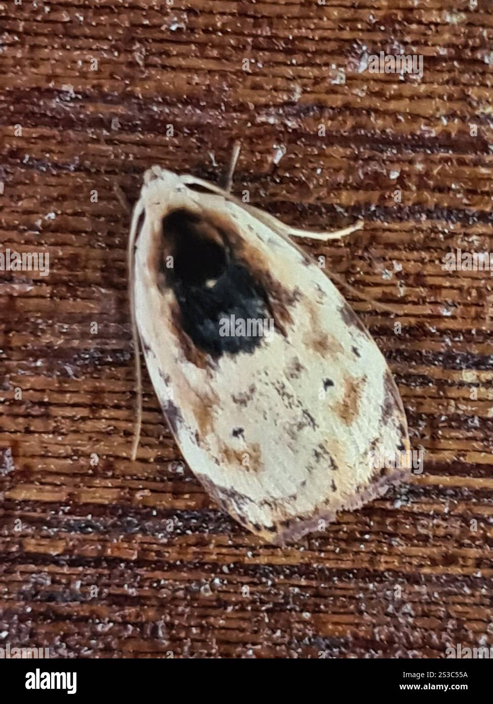 Curved-horn Moths (Gelechioidea Stock Photo - Alamy