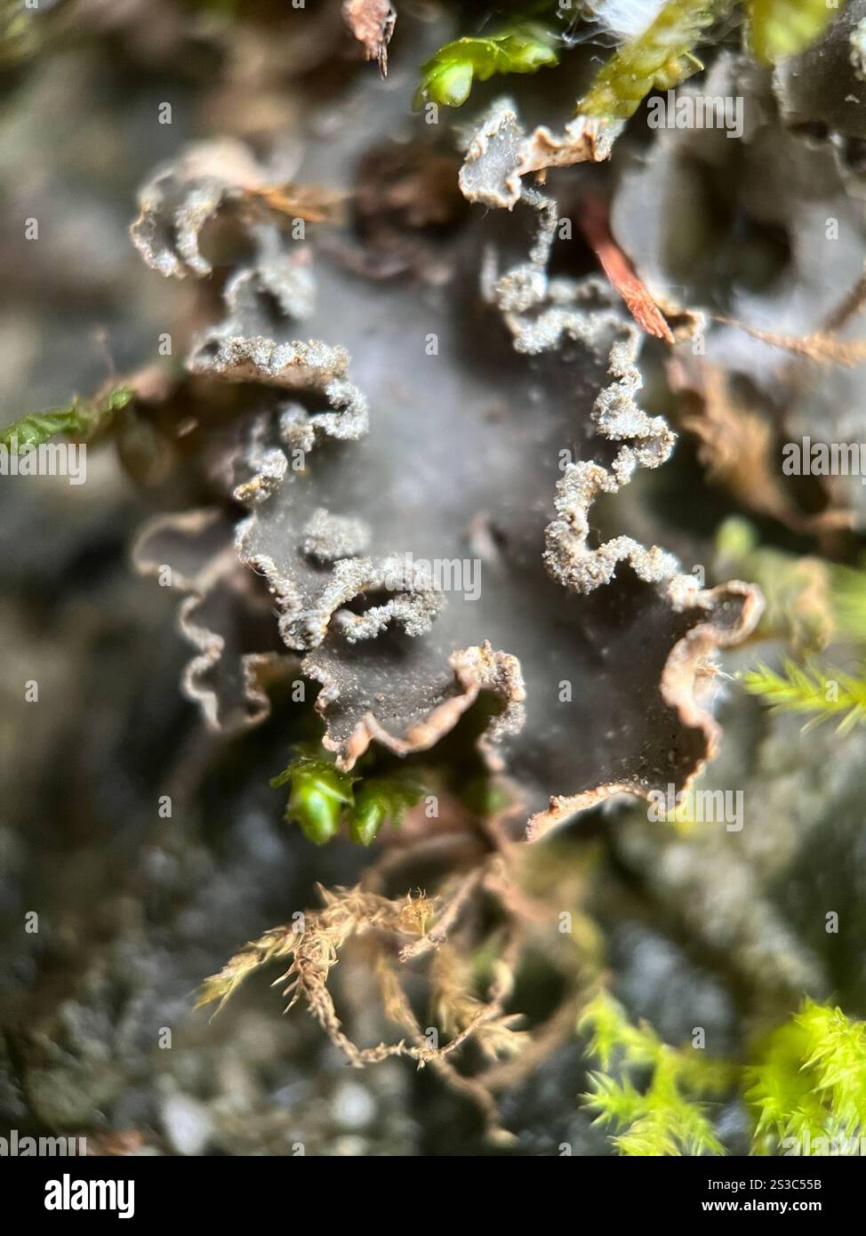 tree pelt lichen (Peltigera collina Stock Photo - Alamy