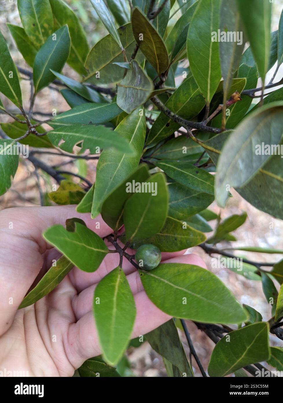 Silk Bay (Persea humilis Stock Photo - Alamy