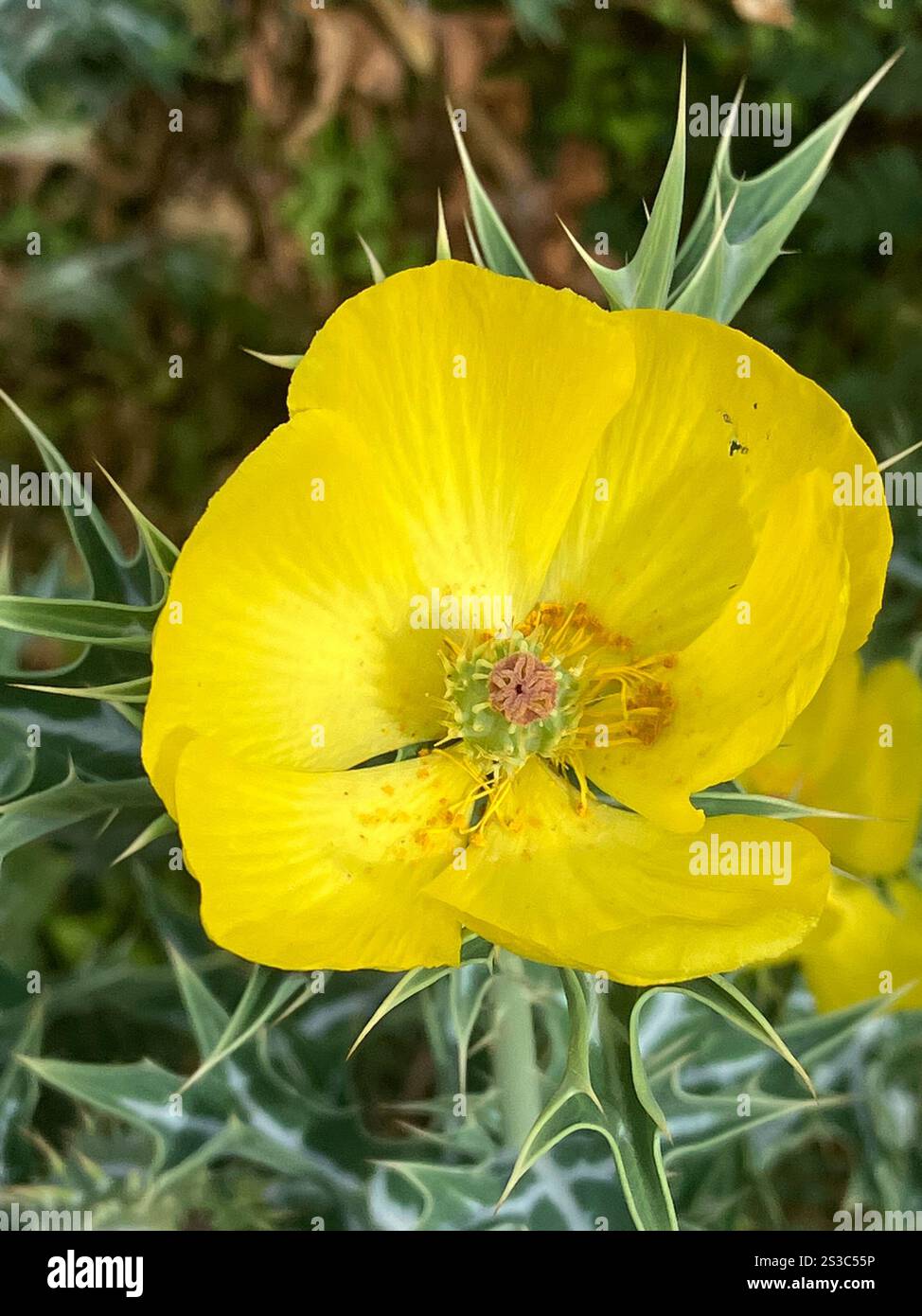 Mexican prickly poppy (Argemone mexicana Stock Photo - Alamy