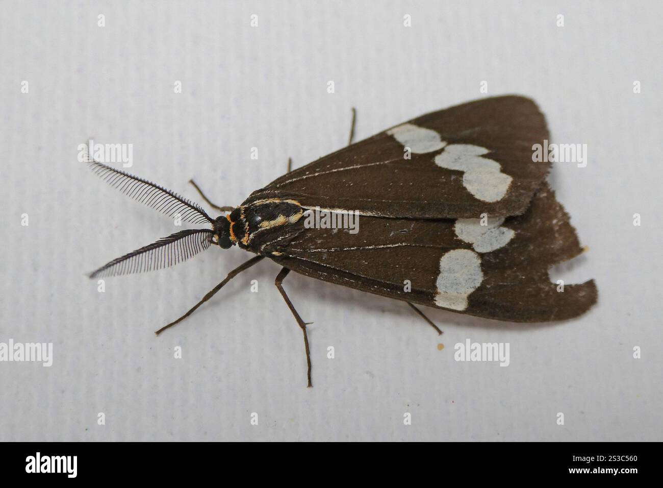 Australian magpie moth (Nyctemera amicus Stock Photo - Alamy