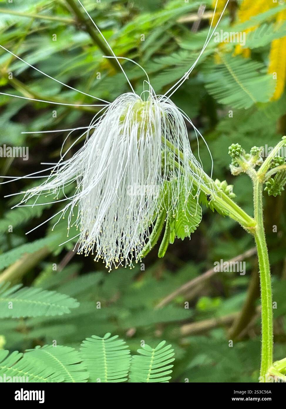 Acacias, Mimosas, mesquites, and allies (Mimosoideae Stock Photo - Alamy