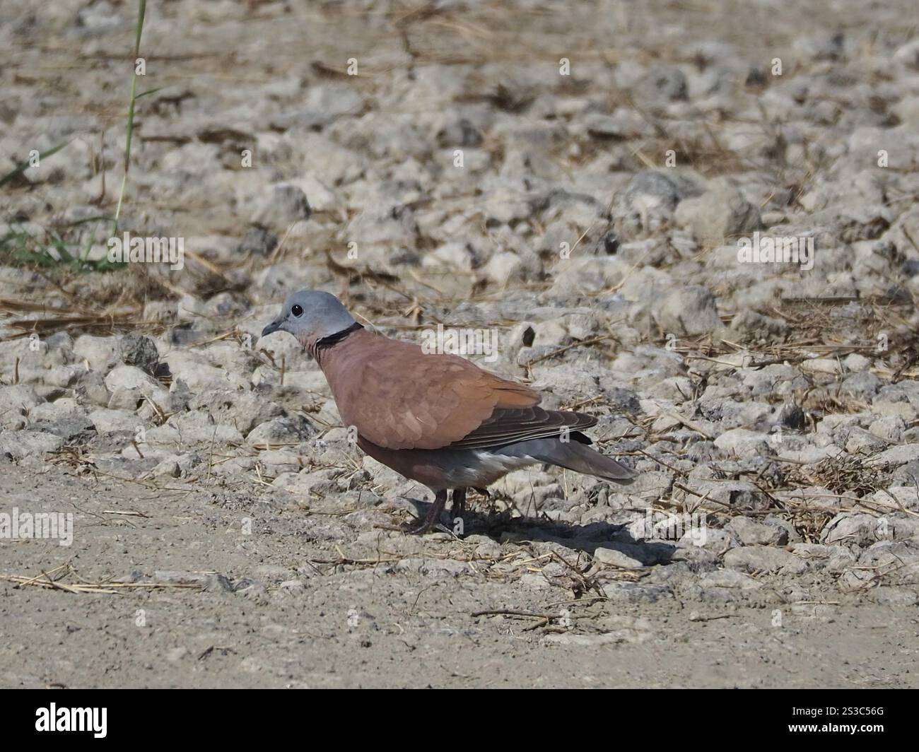Red Collared-Dove (Streptopelia tranquebarica Stock Photo - Alamy