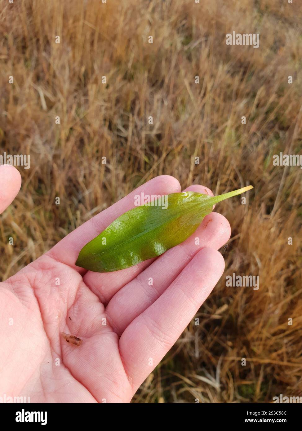 Bog Pondweed (Potamogeton polygonifolius Stock Photo - Alamy