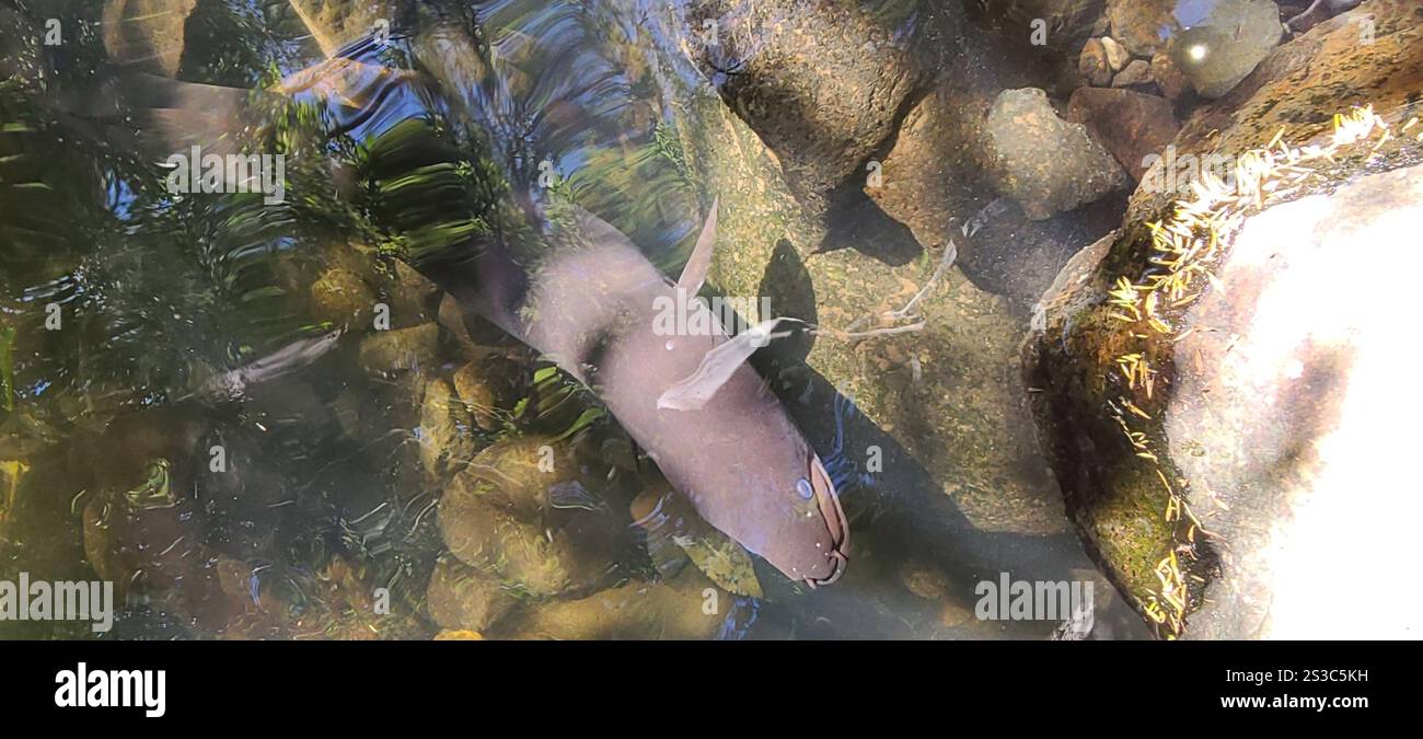 New Zealand Longfin Eel (Anguilla dieffenbachii Stock Photo - Alamy