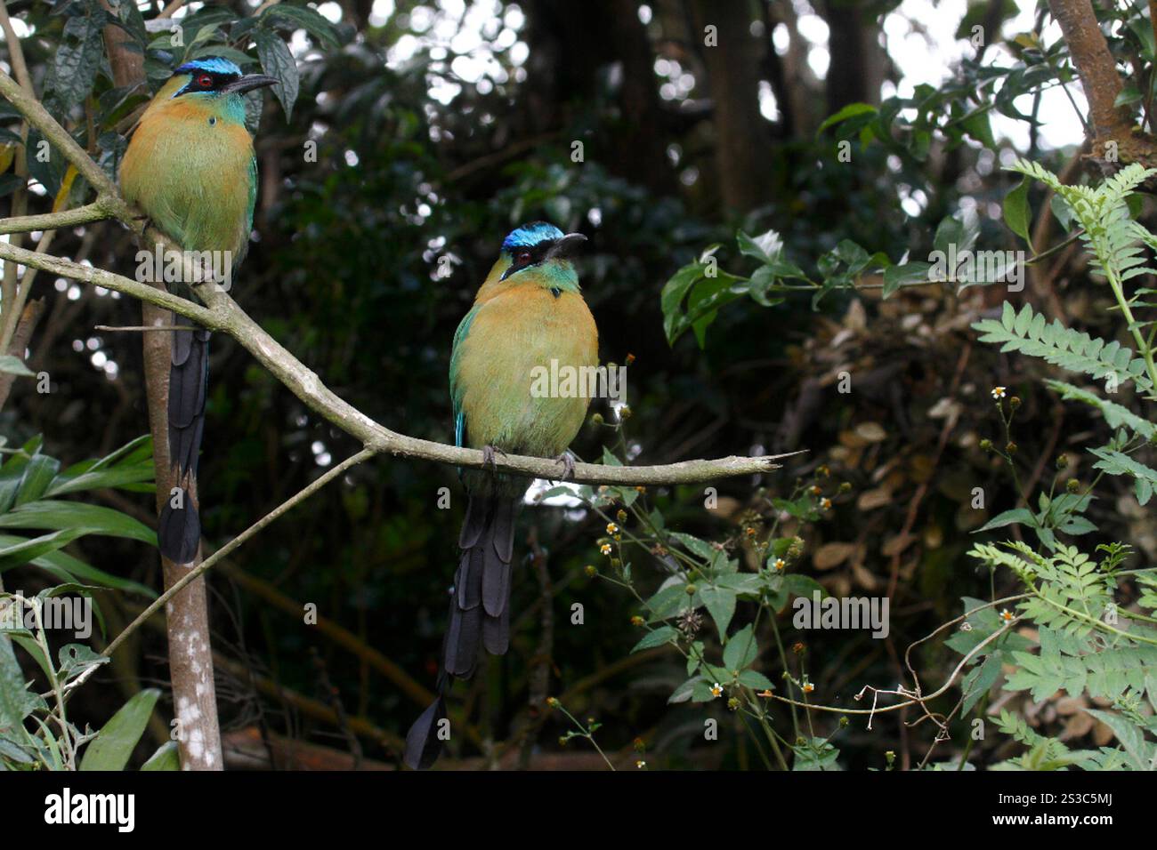 Lesson's Motmot (Momotus lessonii Stock Photo - Alamy