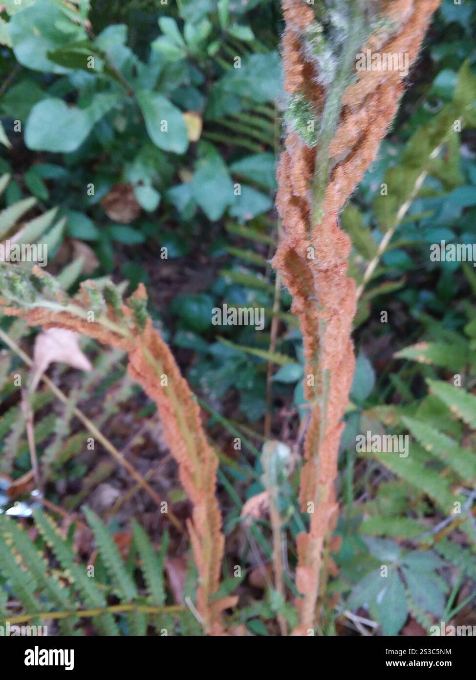 cinnamon fern (Osmundastrum cinnamomeum Stock Photo - Alamy
