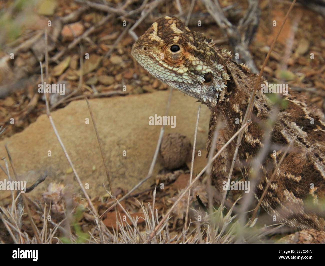 Western Ground Agama (Agama aculeata aculeata Stock Photo - Alamy