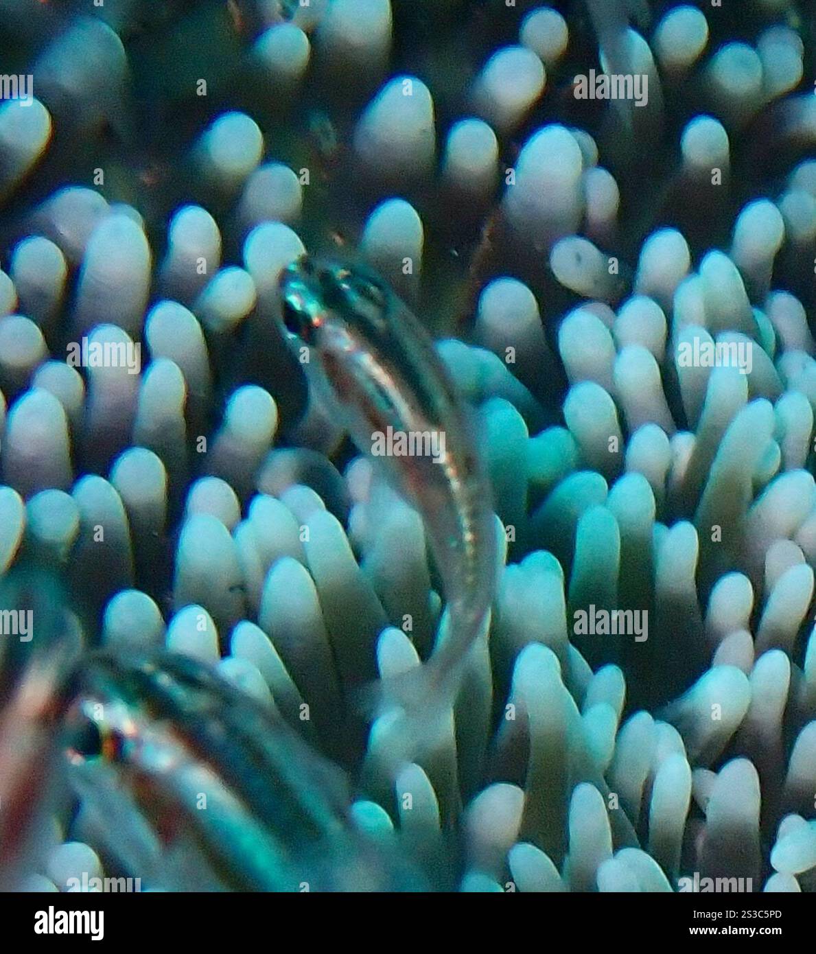 Ray-finned Fishes (Actinopterygii Stock Photo - Alamy