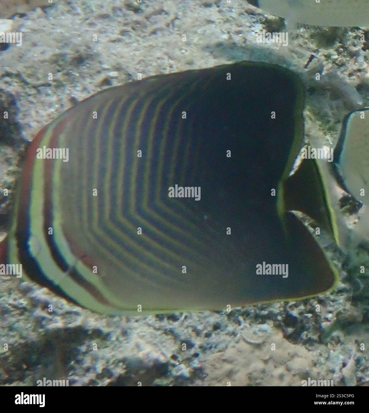 Triangle butterflyfish hi-res stock photography and images - Alamy
