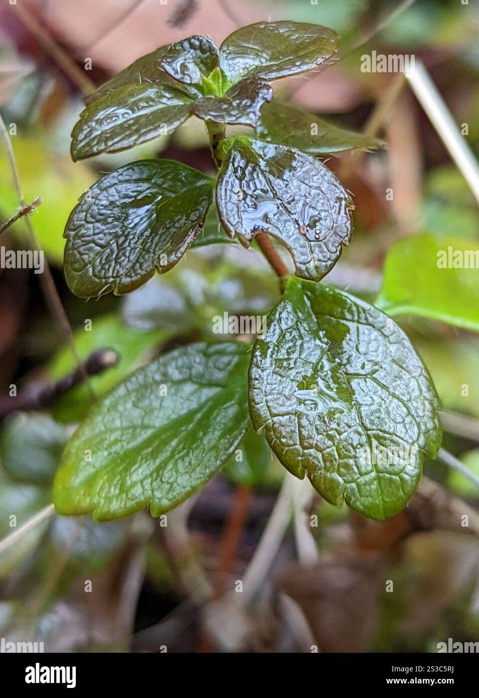 Twinflower (Linnaea borealis Stock Photo - Alamy