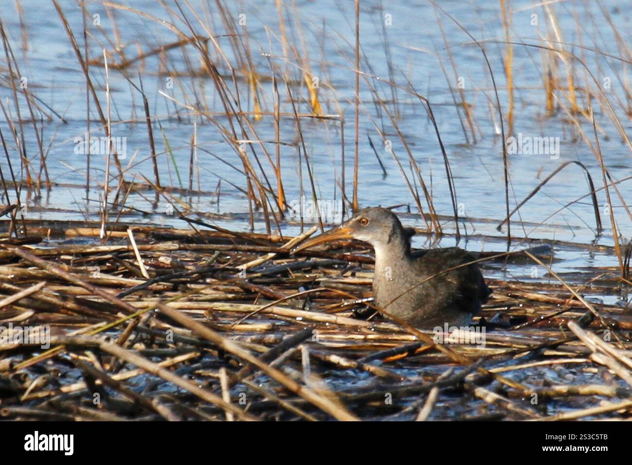 Clapper Rail (Rallus crepitans Stock Photo - Alamy