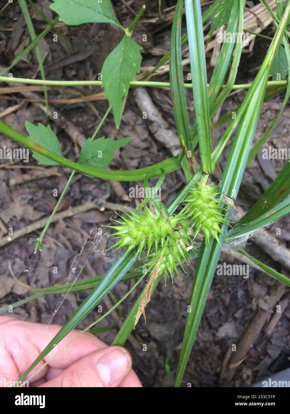 hop sedge (Carex lupulina Stock Photo - Alamy