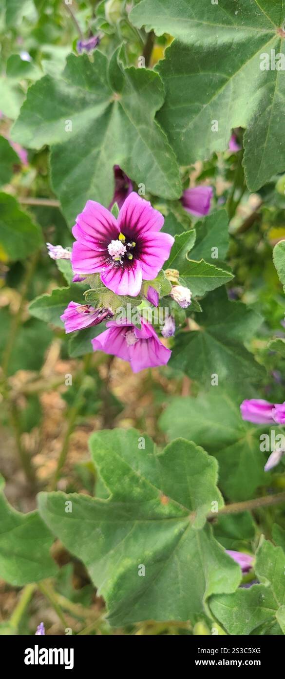 Tree Mallow (Malva arborea Stock Photo - Alamy