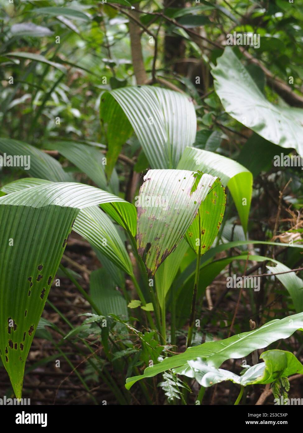 Curculigo capitulata hi-res stock photography and images - Alamy